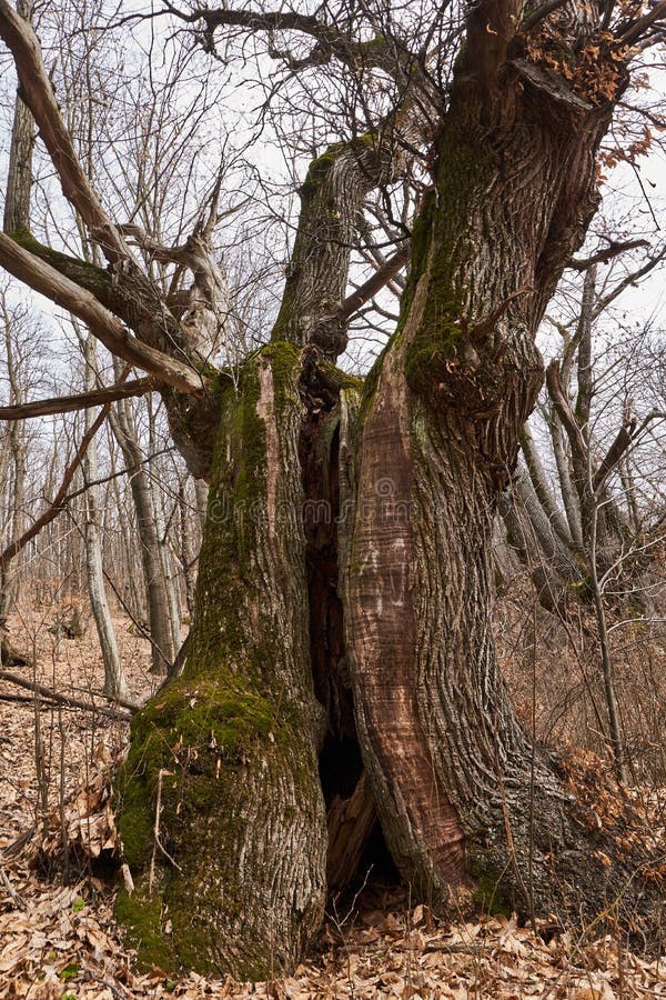 Barren trees in the winter stock image. Image of chestnut - 211497793