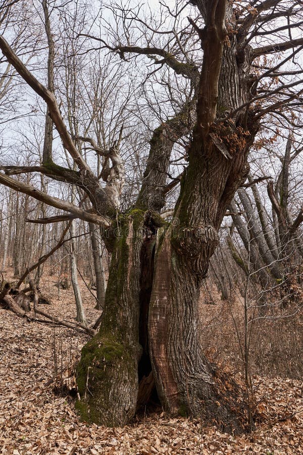 Barren trees in the winter stock photo. Image of weather - 211497824