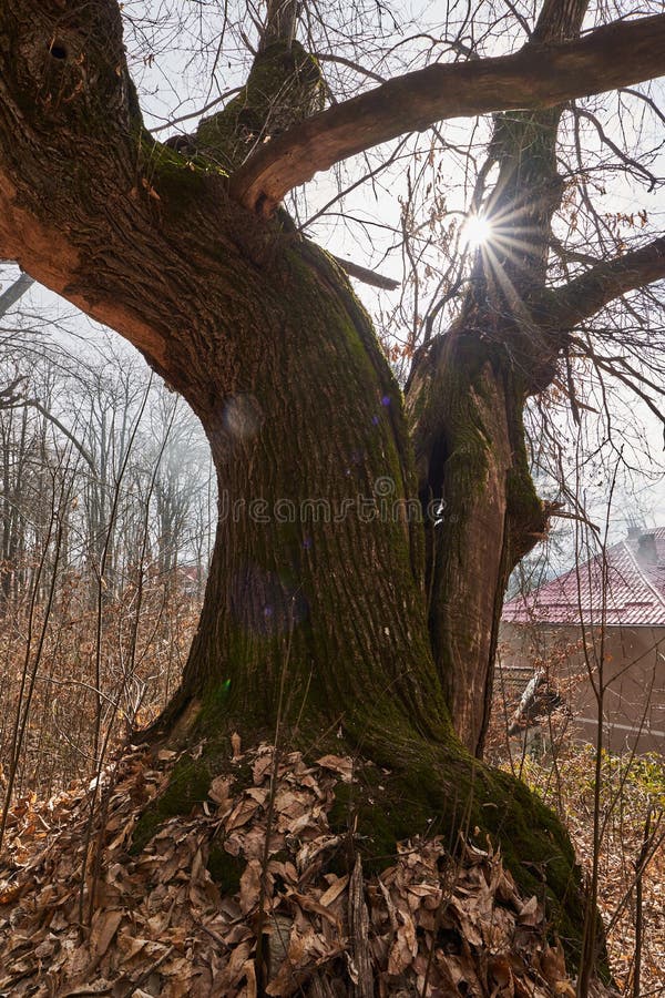 Barren trees in the winter stock image. Image of copy - 211497853