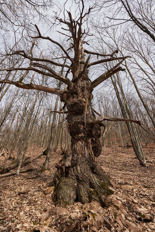 Barren trees in the winter stock image. Image of chestnut - 211497793