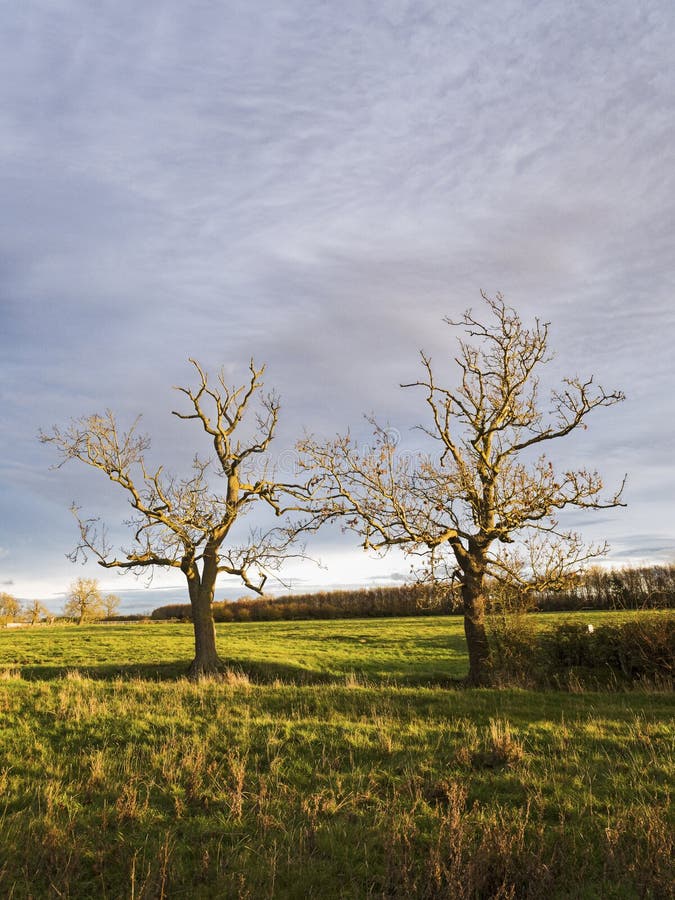 Barren Trees in Winter Sunlight Stock Photo - Image of trees, barren ...