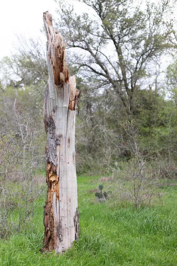 Barren Trunk of Dead Tree stock photo. Image of outdoors - 309464540
