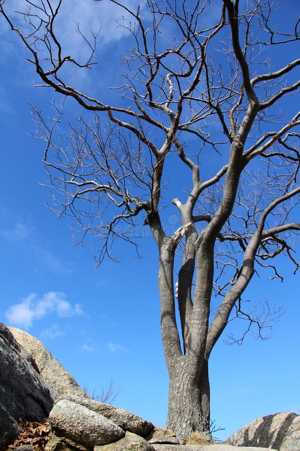 Barren Oak Tree in the Middle of Winter Stock Image - Image of outdoor ...