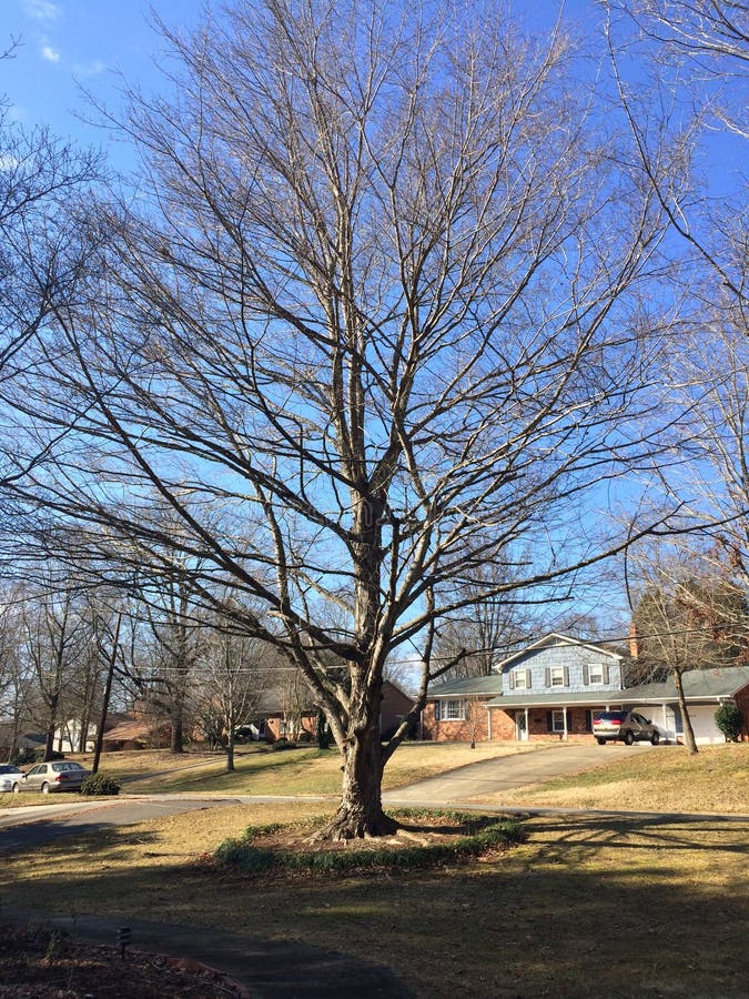 Barren Winter Tree in the Front Yard of a North Carolina Home Stock ...