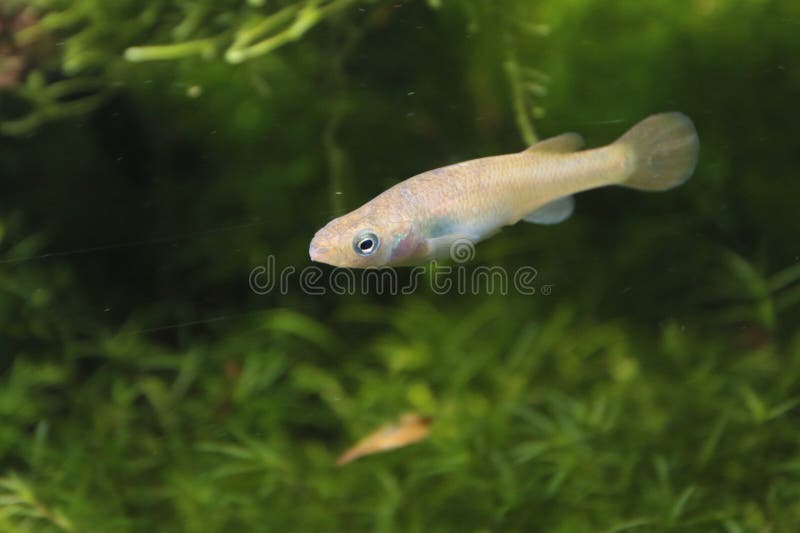 Barrens Topminnow Stock Photos - Free & Royalty-Free Stock Photos from ...