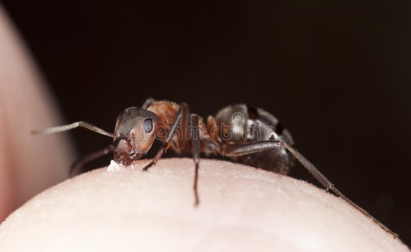 Barretta Mordace Della Formica Arrabbiata. Immagine Stock - Immagine di ...