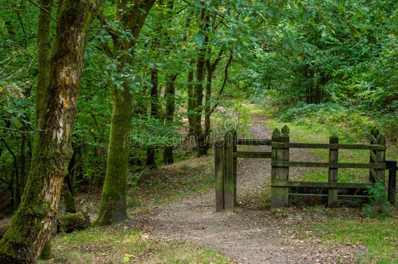 Barrier Down a Forest Path stock photo. Image of tree - 258706222