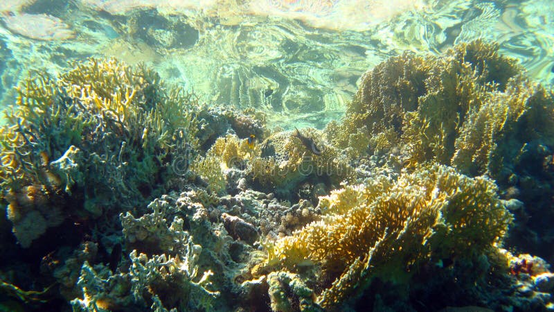 Barriera Corallina Con Il Corallo Del Fuoco, Mar Rosso, Egitto Immagine ...