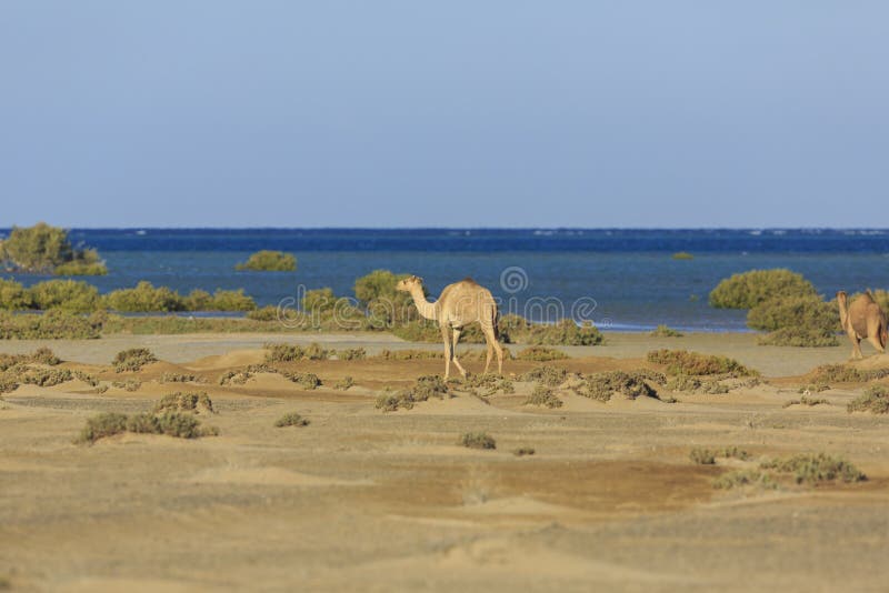 Barriera Corallina, Mar Rosso, Egitto Immagine Stock - Immagine di ...