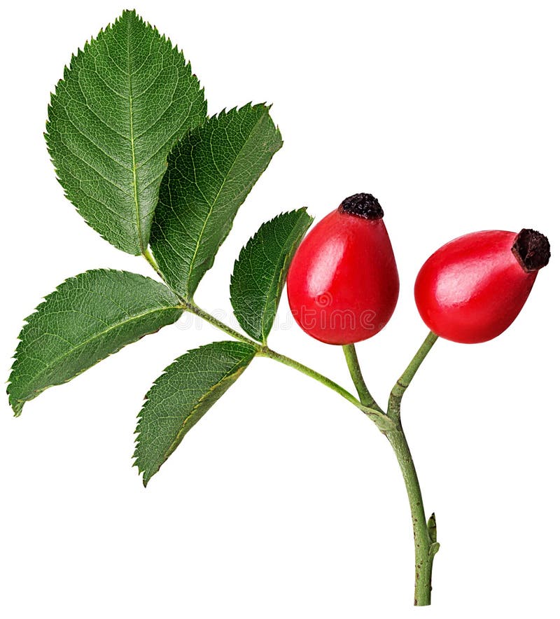 Groupe De Baies De Cynorrhodon Avec Quelques Lames Vertes Photo stock ...