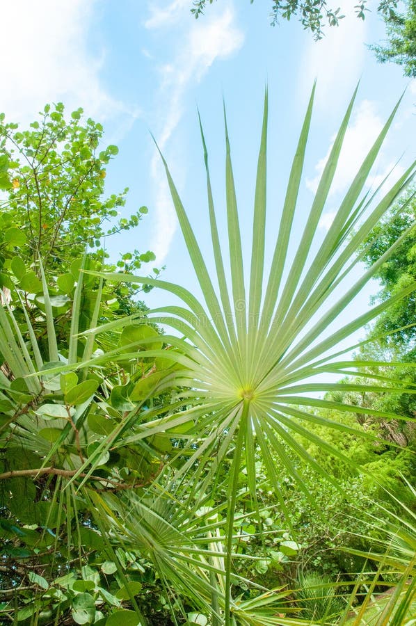 Barrigon Palm Stock Photos - Free & Royalty-Free Stock Photos from ...