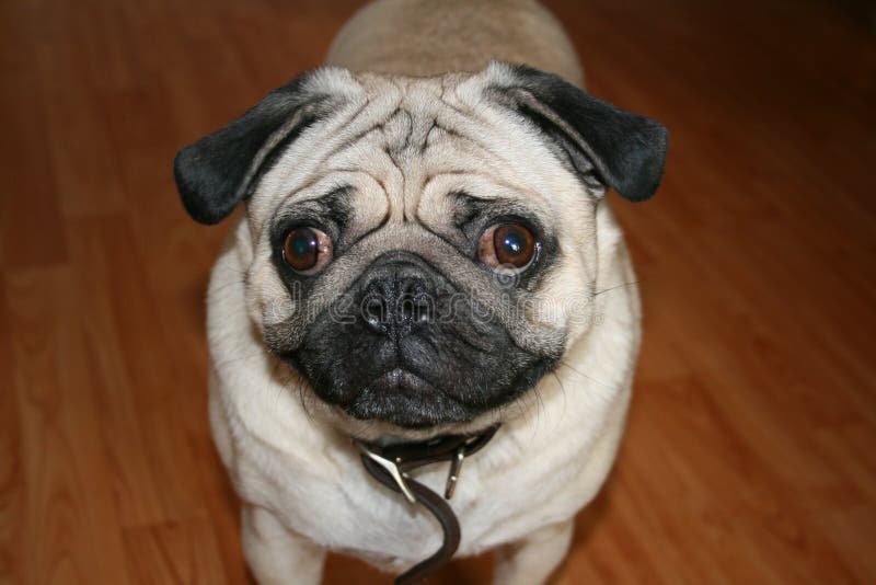 Barro Amasado Rechoncho Imagen. Imagen: 6346814