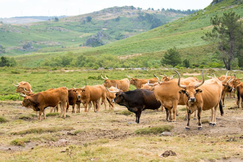 Barrosa cows stock image. Image of land, livestock, nature - 103458001
