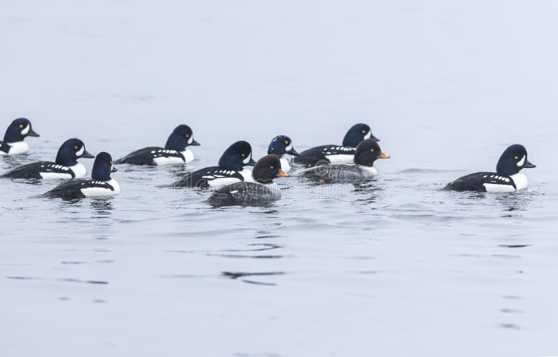 Barrows Goldeneye duck stock image. Image of bird, canada - 167423341