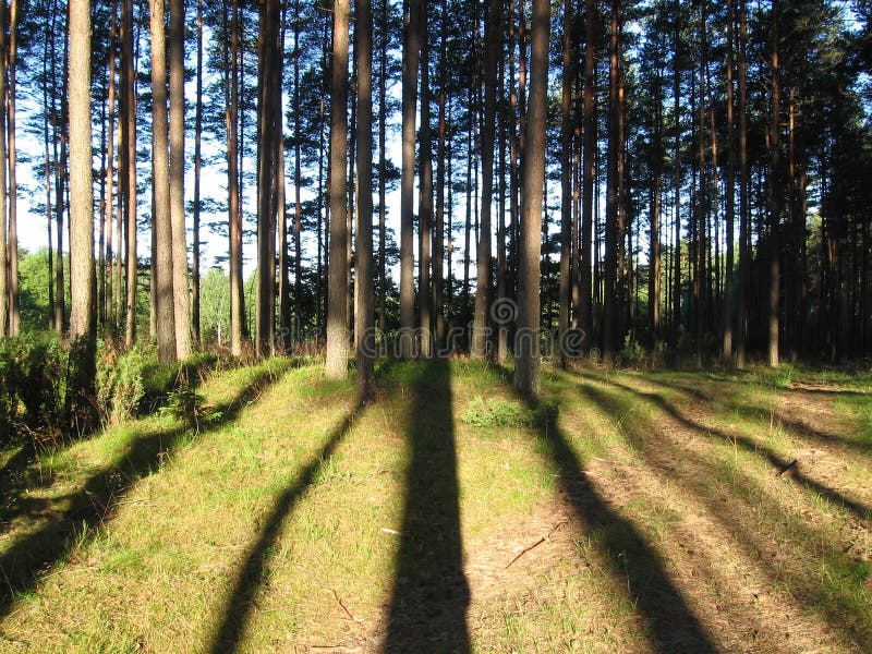 Barrskog fotografering för bildbyråer. Bild av grus, stapel - 1007385