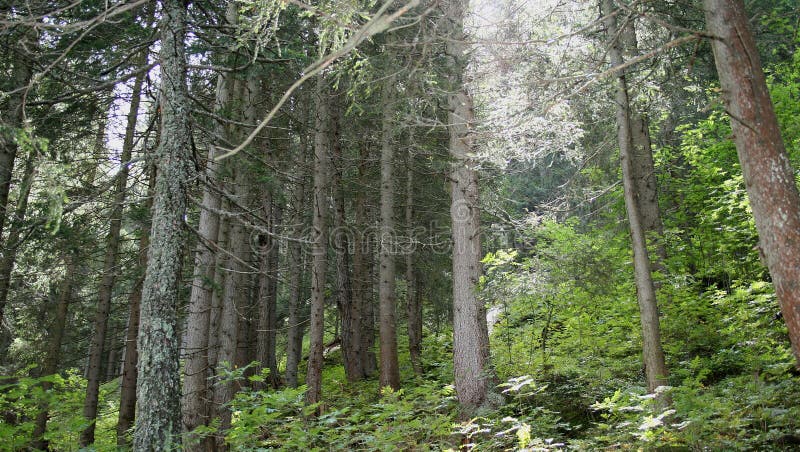 Barrskog fotografering för bildbyråer. Bild av karakteriserat - 46170767