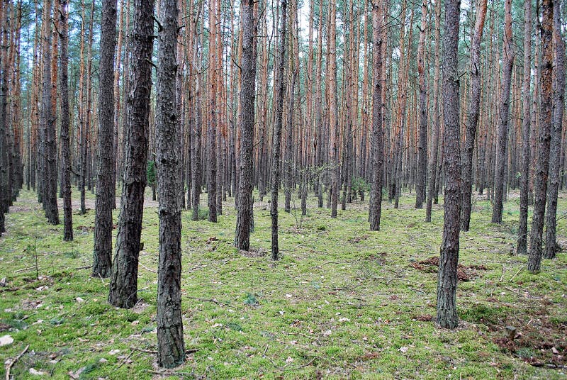 Barrskog arkivfoto. Bild av stillhet, mystisk, parkera - 91497218