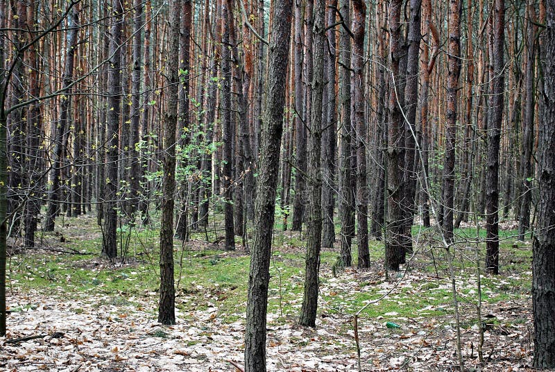 Barrskog arkivfoto. Bild av stillhet, mystisk, parkera - 91497218