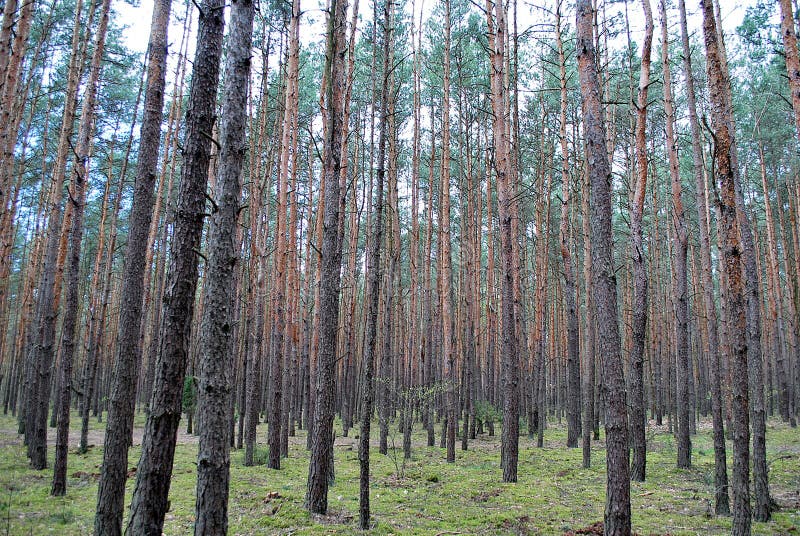 Barrskog arkivfoto. Bild av stillhet, mystisk, parkera - 91497218