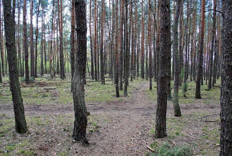 Barrskog arkivfoto. Bild av stillhet, mystisk, parkera - 91497218