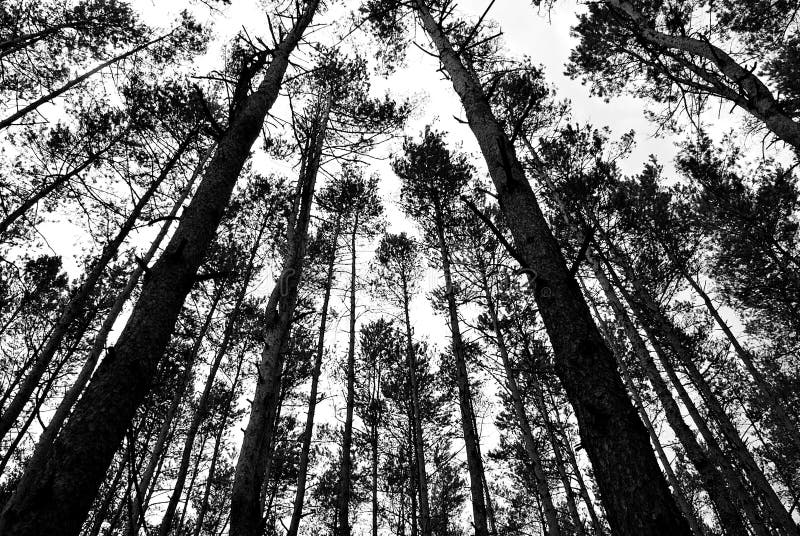 Barrskog arkivfoto. Bild av stillhet, mystisk, parkera - 91497218