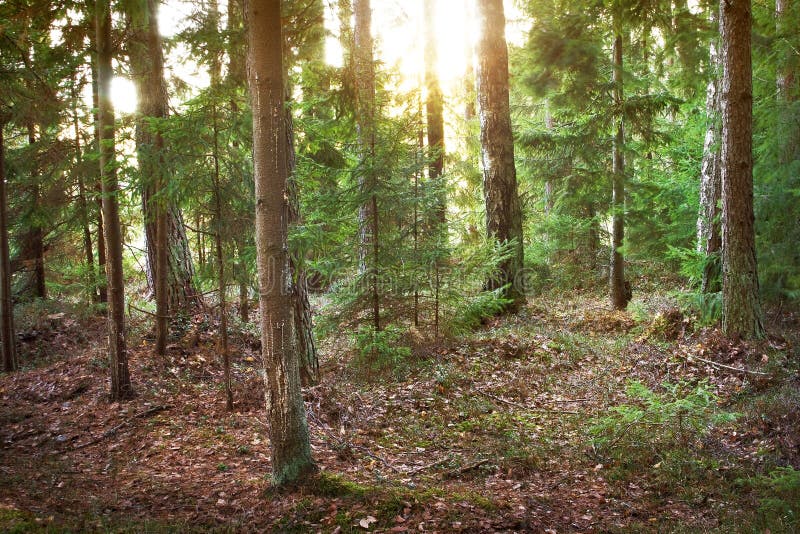 Barrskog i morgonljus arkivfoto. Bild av friskhet, brigham - 52501506