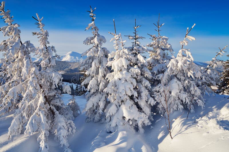 Barrskog i vinter i berg arkivfoto. Bild av snöfall, karpatisk - 34195040
