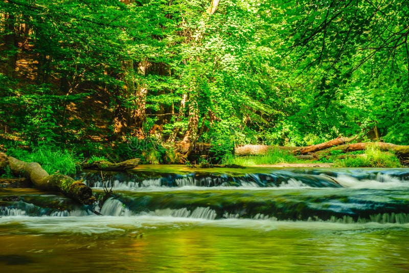 Bars and Tree Trunks on the River Stock Image - Image of fresh, green ...