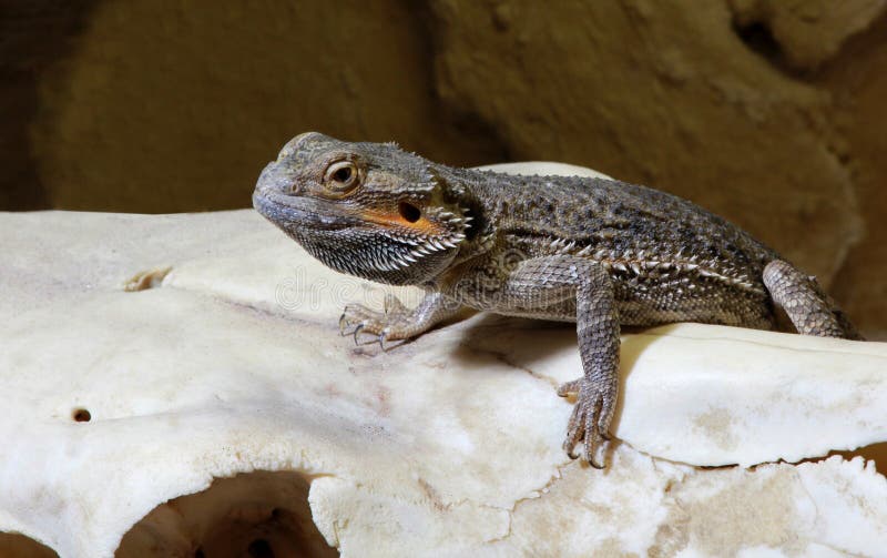 Bartagame stock photo. Image of beard, couple, australian - 32338952