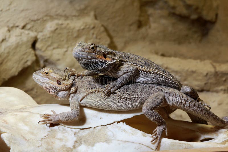 Bartagame stock image. Image of cave, animal, bartagame - 32339499