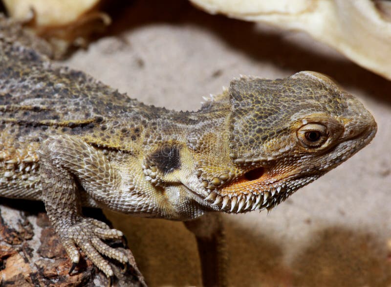 Peacock monitor stock photo. Image of yellow, lizard - 15569220