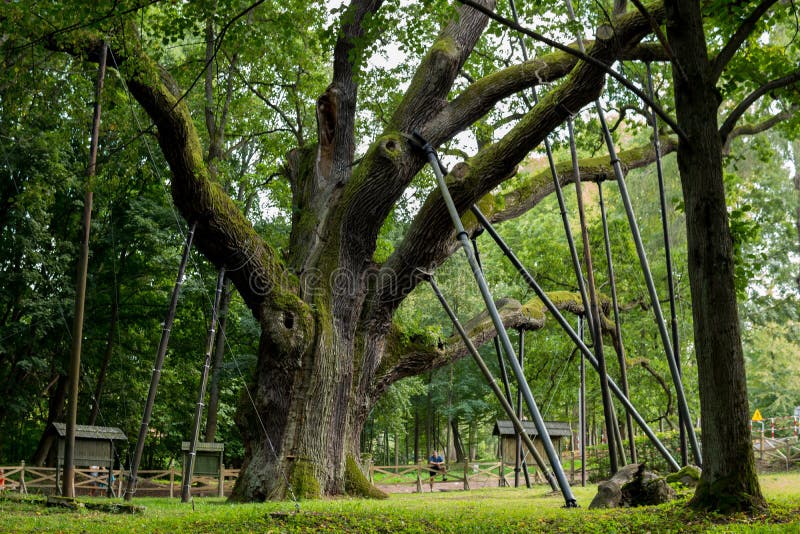 Bartek oak tree in poland editorial photo. Image of tree - 129855056