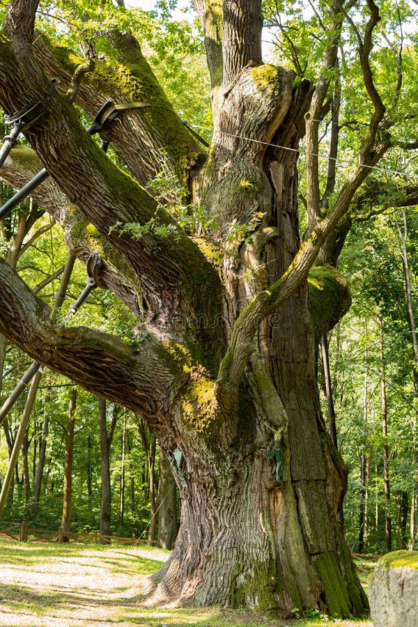 Bartek tree in poland stock image. Image of monument - 129854927