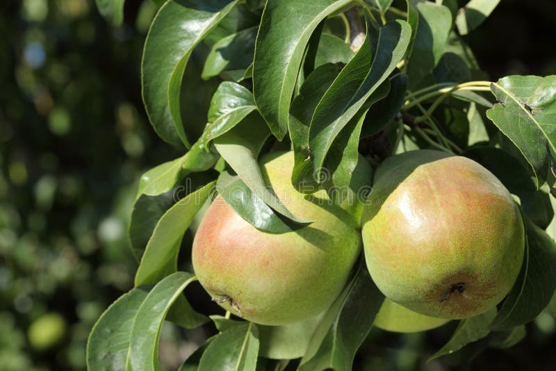 Bartlett Pears Growing on the Tree Stock Photo - Image of delicious ...