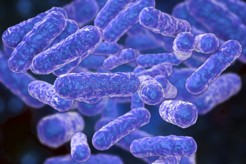 Bartonella Henselae Bacteria, the Causative Agent of Cat-scratch ...