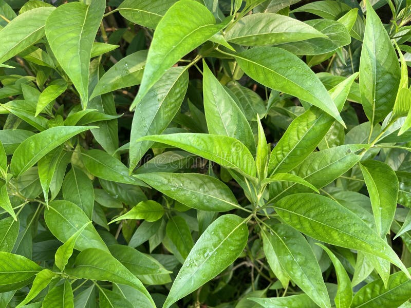 Basak Leaves are Very Useful for Cold and Cough. Stock Photo - Image of ...