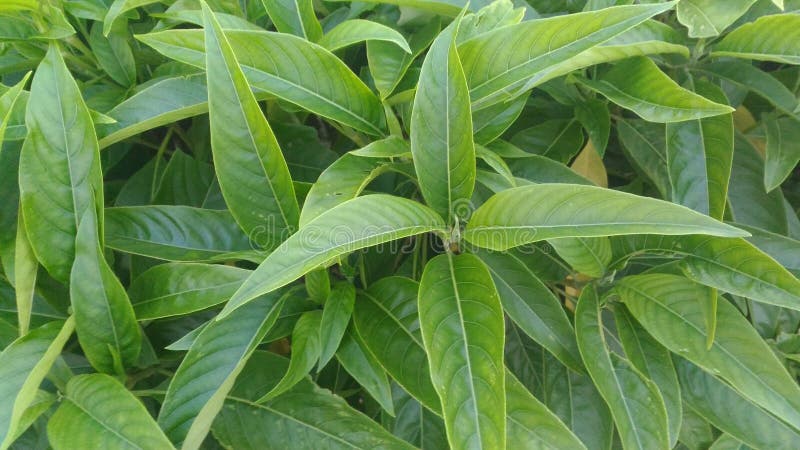 BasakTree stock photo. Image of basaktree, medicinal - 101379108