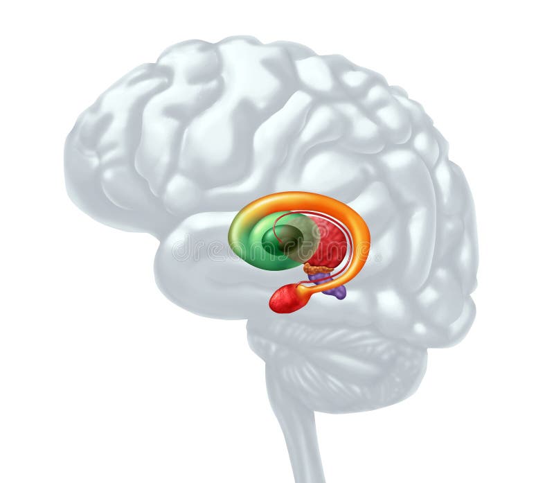 Basal Ganglia stock illustration. Illustration of cortex - 340698242