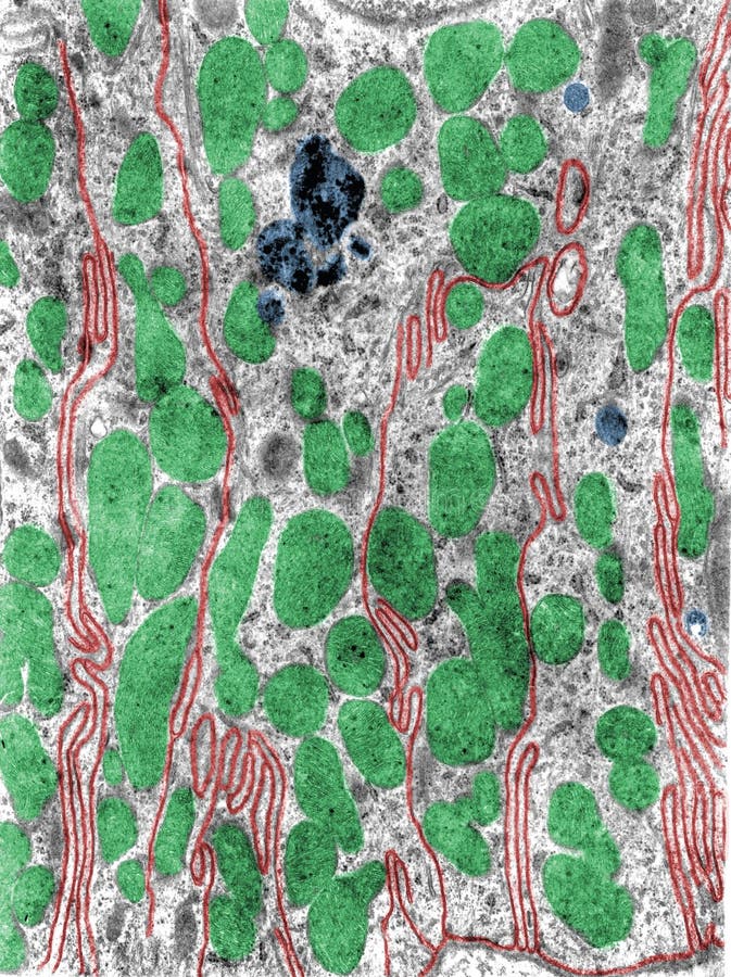 291 Basal Cell Microscope Stock Photos - Free & Royalty-Free Stock ...