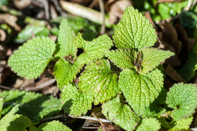 Basal leaves in winter sun stock image. Image of native - 50696633