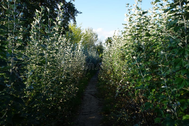 The Basal Shoots of Populus Alba on Both Sides of the Trail. Populus ...