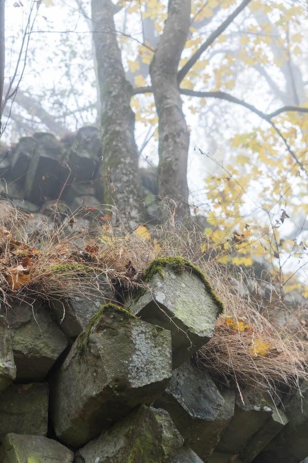 Basalt Prisms in the Forrest Stock Photo - Image of brown, green: 134970526