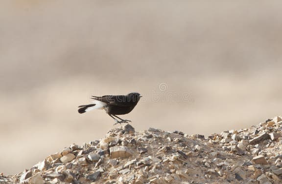 Basalt Tapuit, Basalt Wheatear Stock Image - Image of vagrant, negev ...