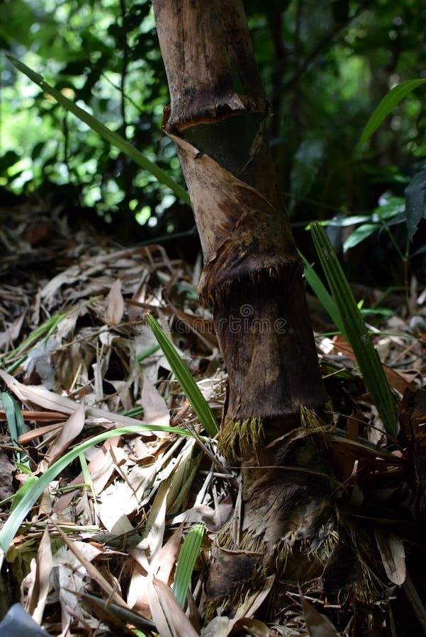 The base of a bamboo tree stock image. Image of base - 197691773