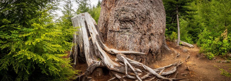 The Base of Big Lonely Doug Stock Photo - Image of vancouver, panorama ...