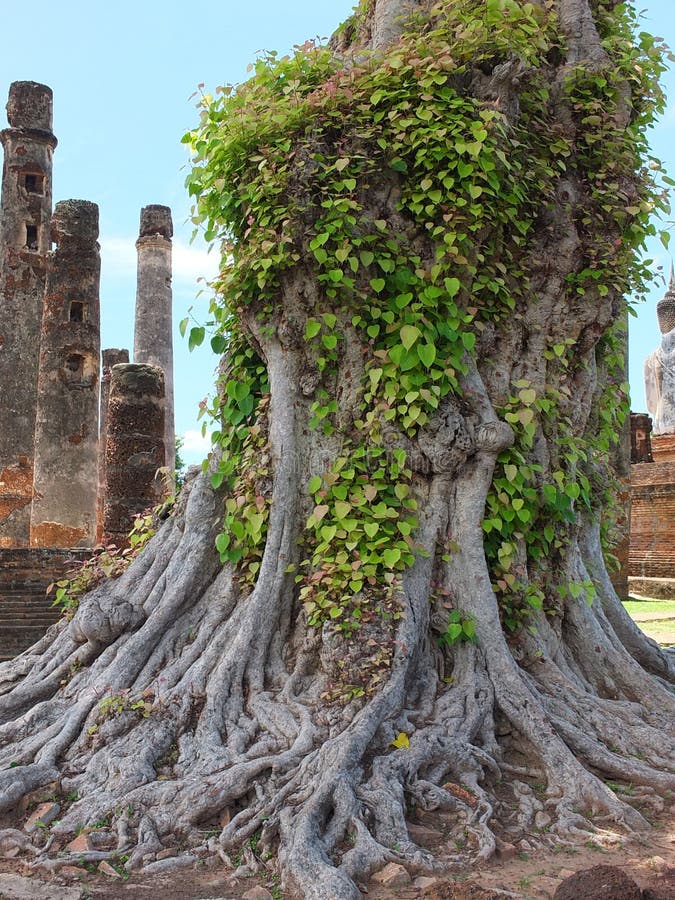 The Base of the Big Tree Has White Roots Standing on the Ground and ...