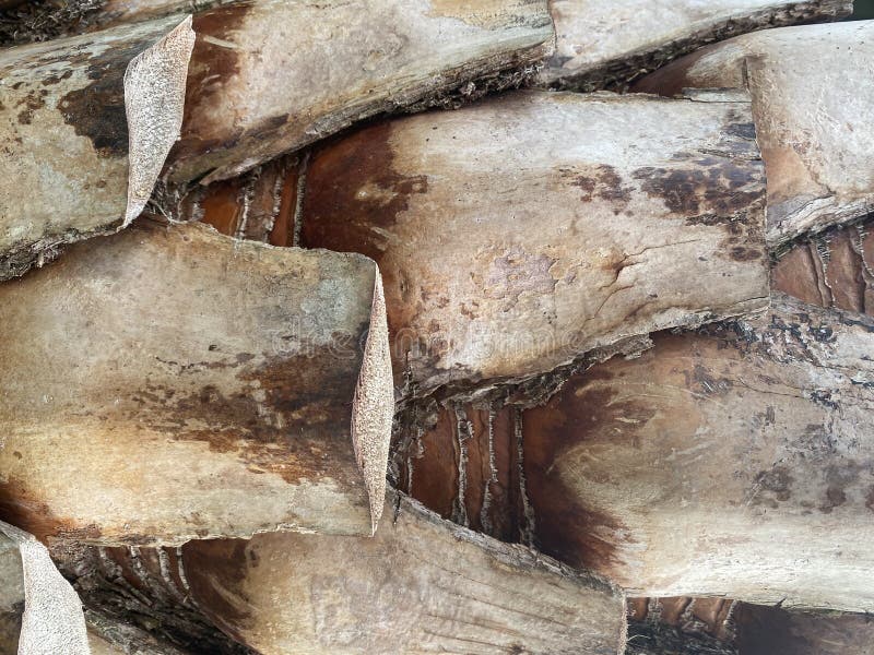 Branches of palm trees stock image. Image of nature, sand - 50528373