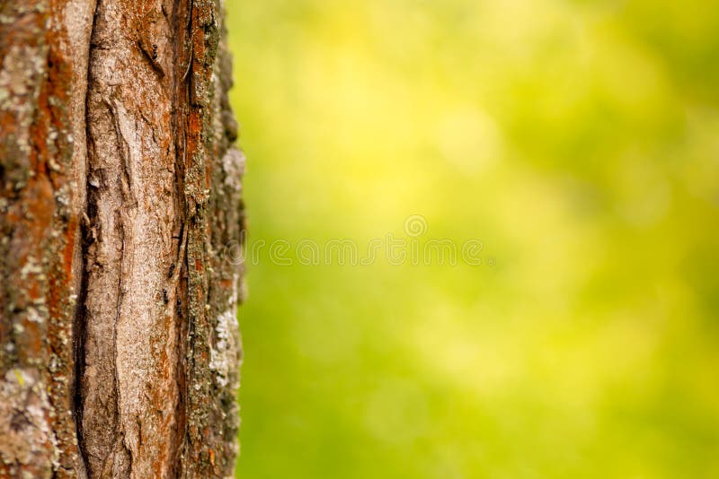 Base Design Flora Trunk Old Tree Vertical Border on Blurry Green ...