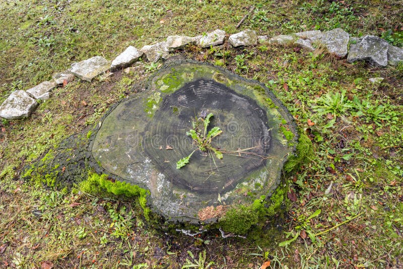 Base of a Felled Tree Trunk Stock Image - Image of outdoors, piled ...