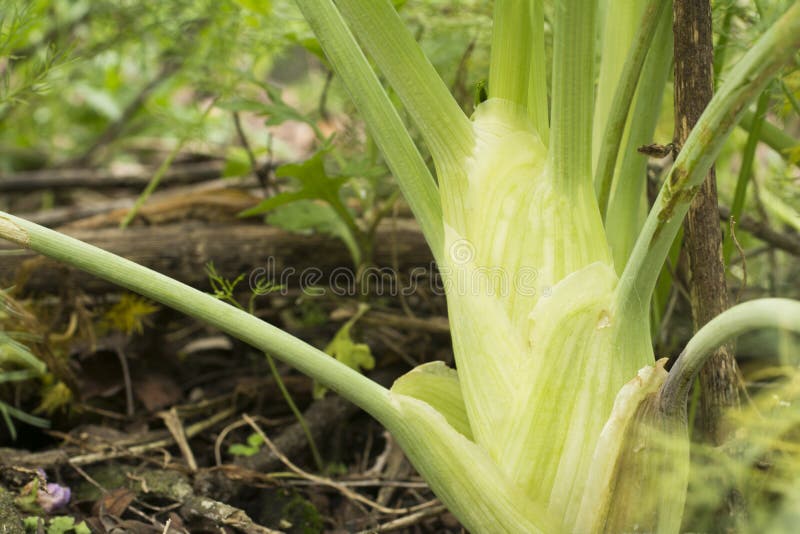 Base of fennel stock image. Image of base, ingredient - 65948623